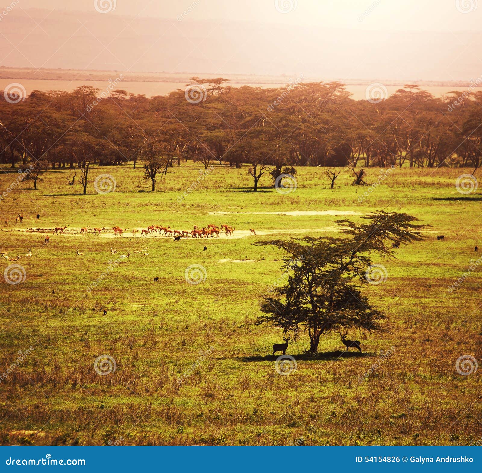 African landscapes stock photo. Image of hills, nature - 54154826