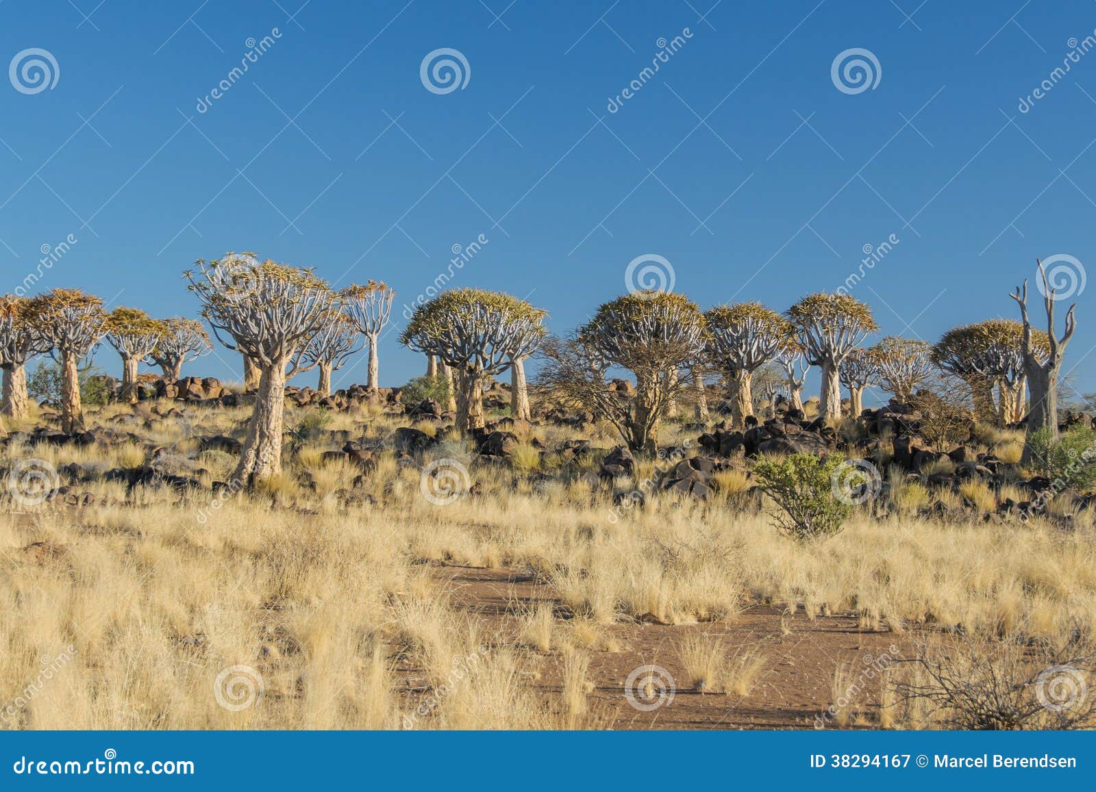 African Landscapes - Quiver Tree Forest Namibia Stock Image - Image of ...