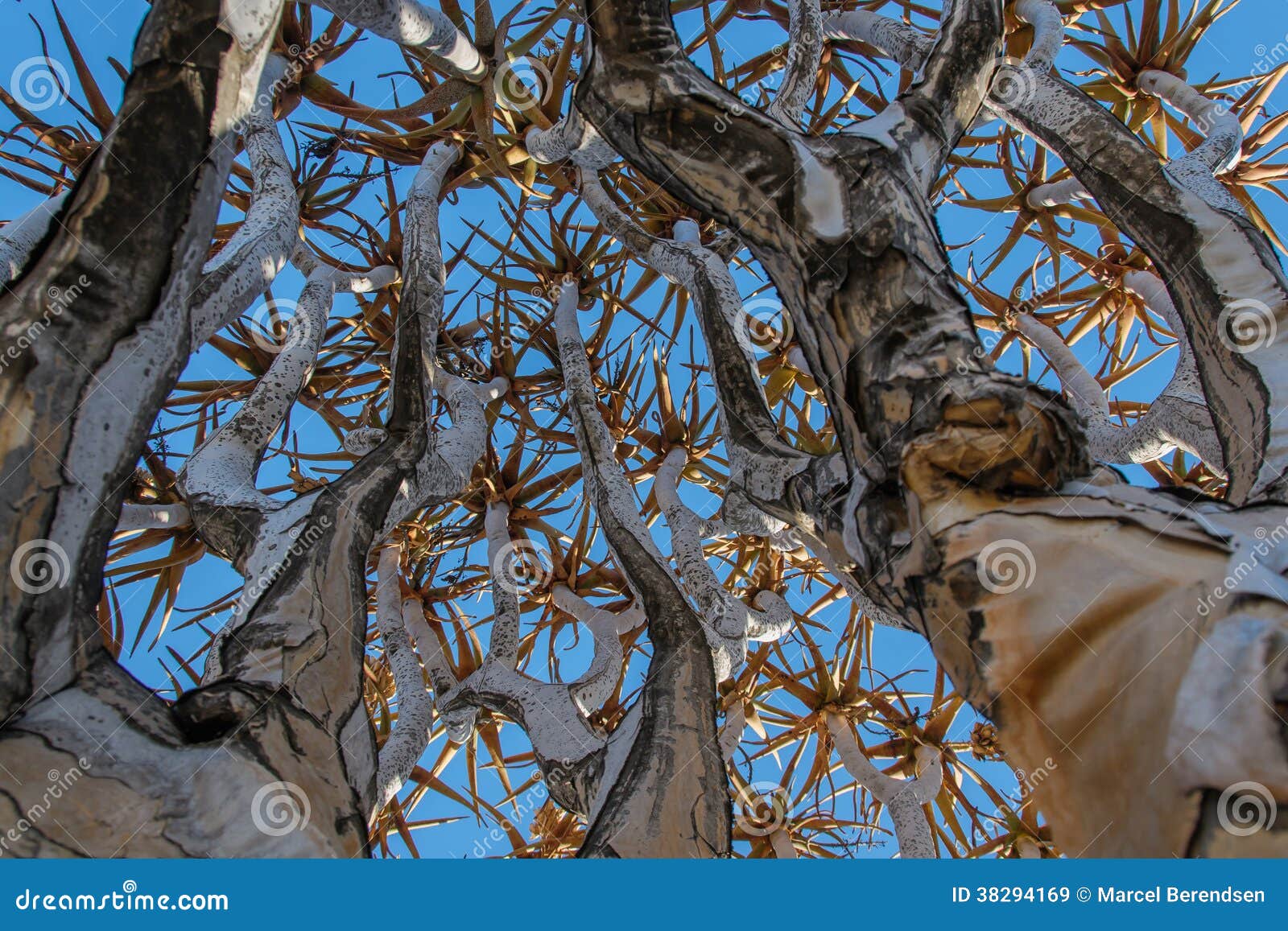 African Landscapes - Quiver Tree Forest Namibia Stock Image - Image of ...