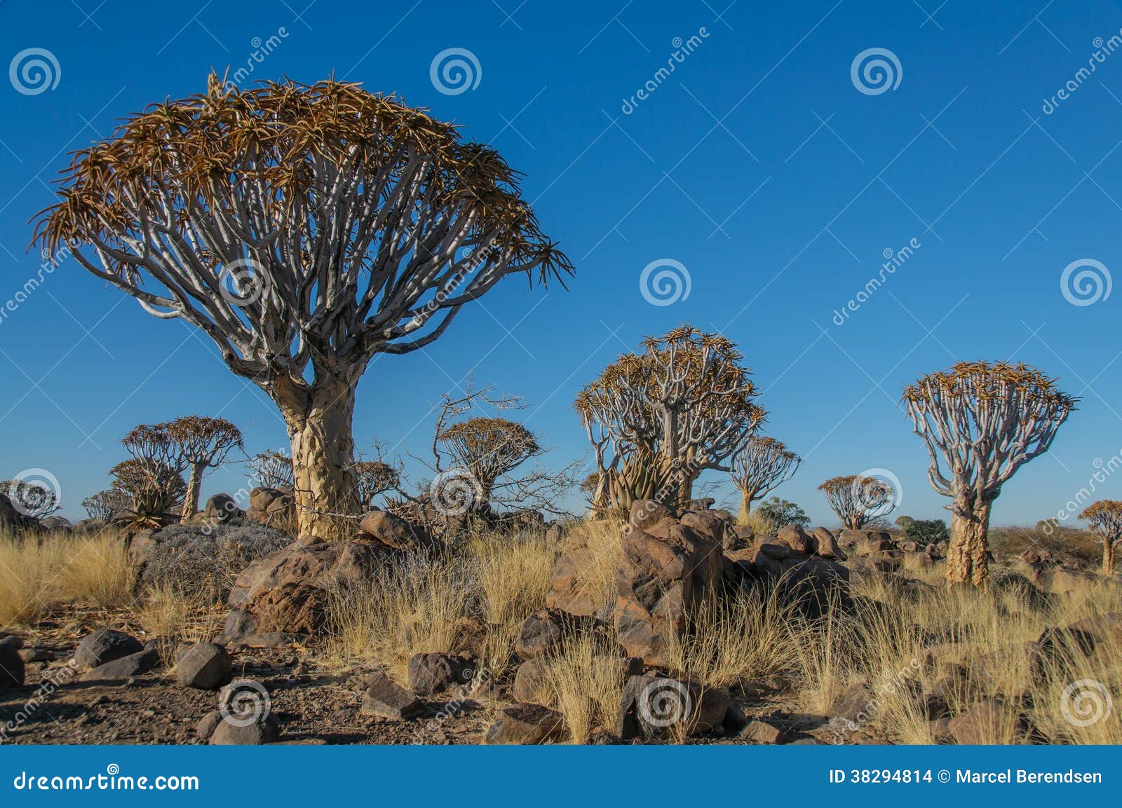 African Landscapes - Quiver Tree Forest Namibia Stock Photo - Image of ...