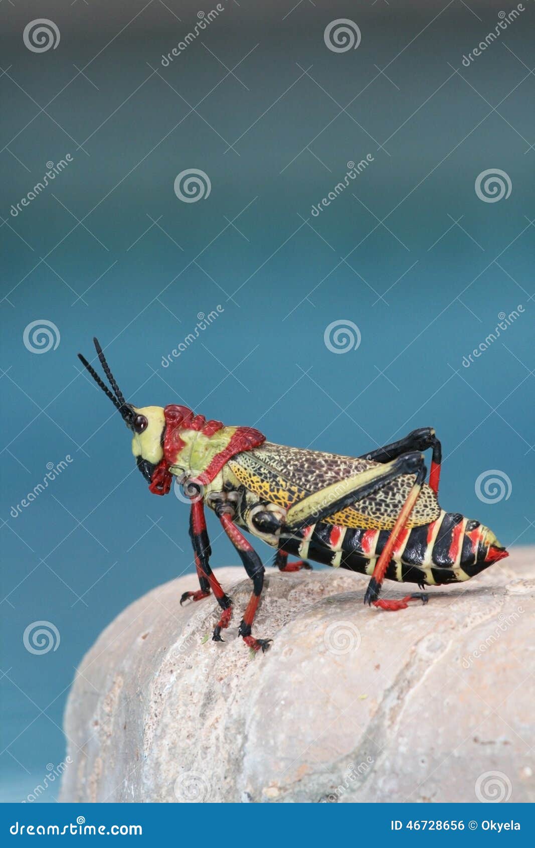 African Grasshopper Edge Pool Stock Photos - Free & Royalty-Free Stock ...