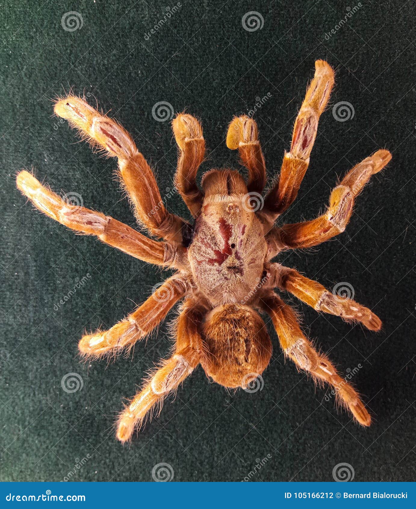 African Large Spider Specimen Stock Photo - Image of contrast, color ...