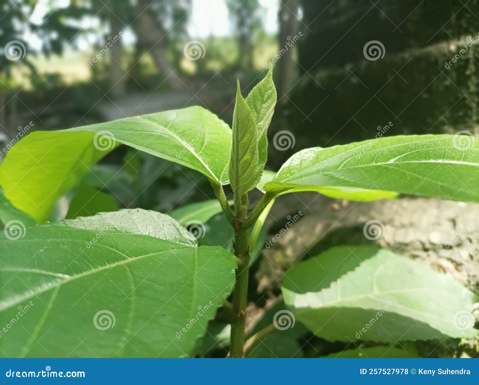 African Leaves Behind the House Stock Photo - Image of growing, house ...