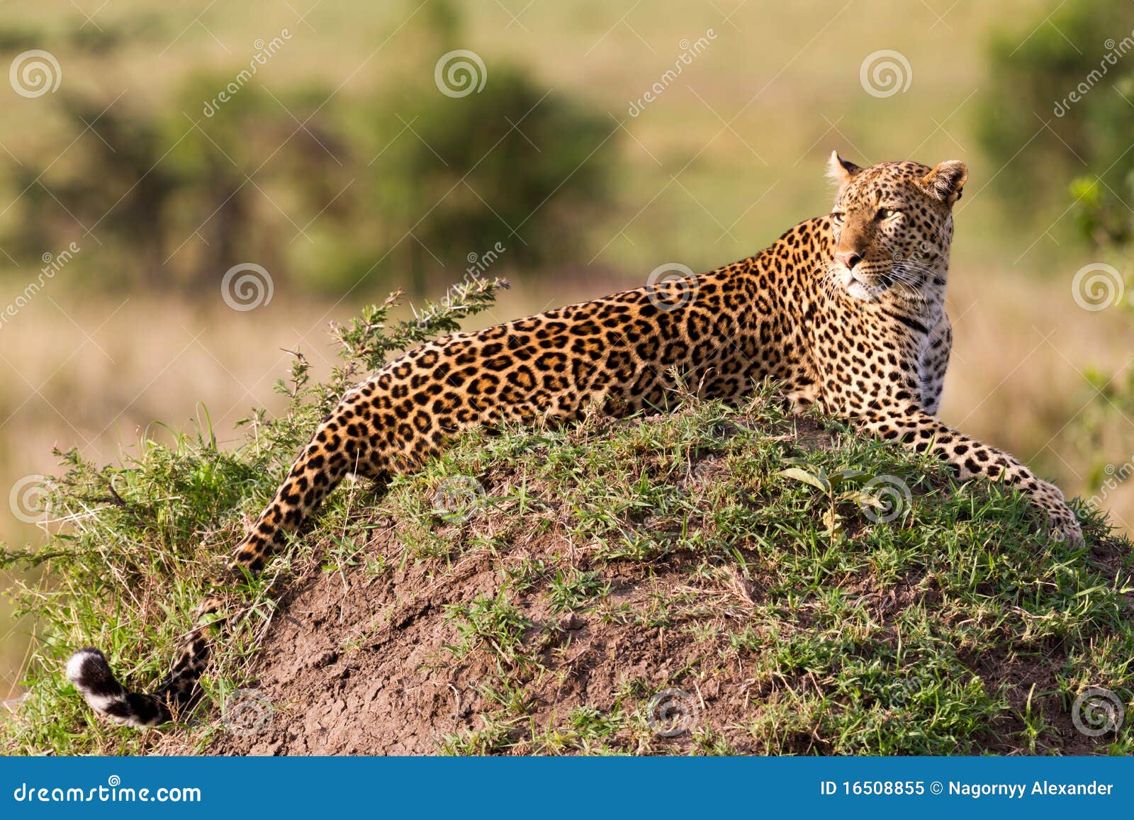 African leopard stock image. Image of sunning, rural - 16508855