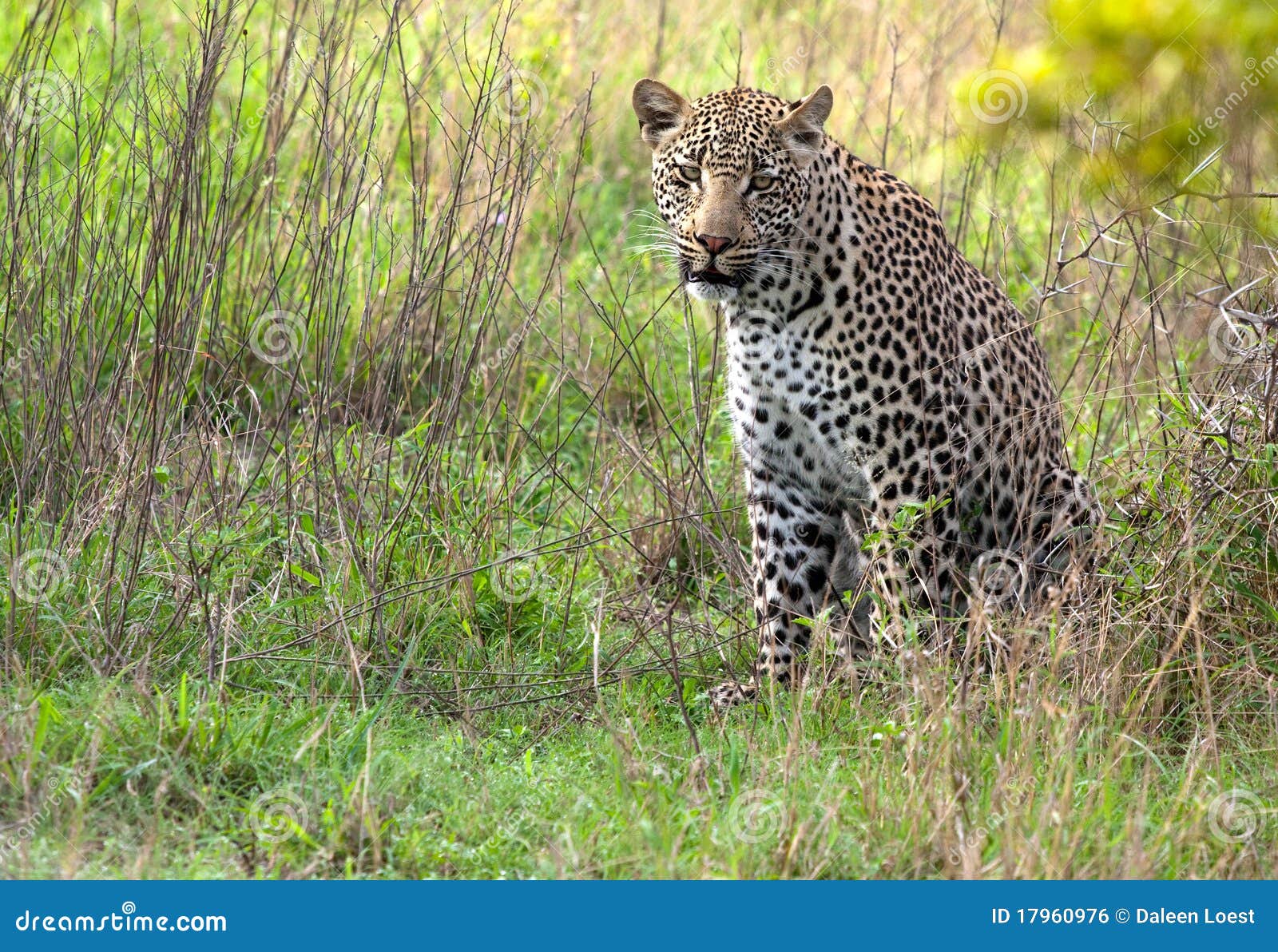 African leopard stock photo. Image of protected, safari - 17960976
