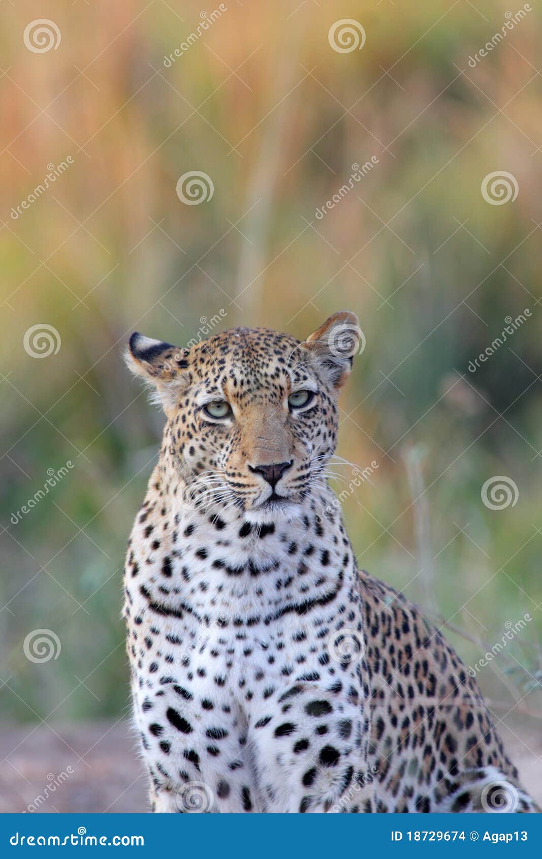 African leopard stock photo. Image of dropsy, africa - 18729674