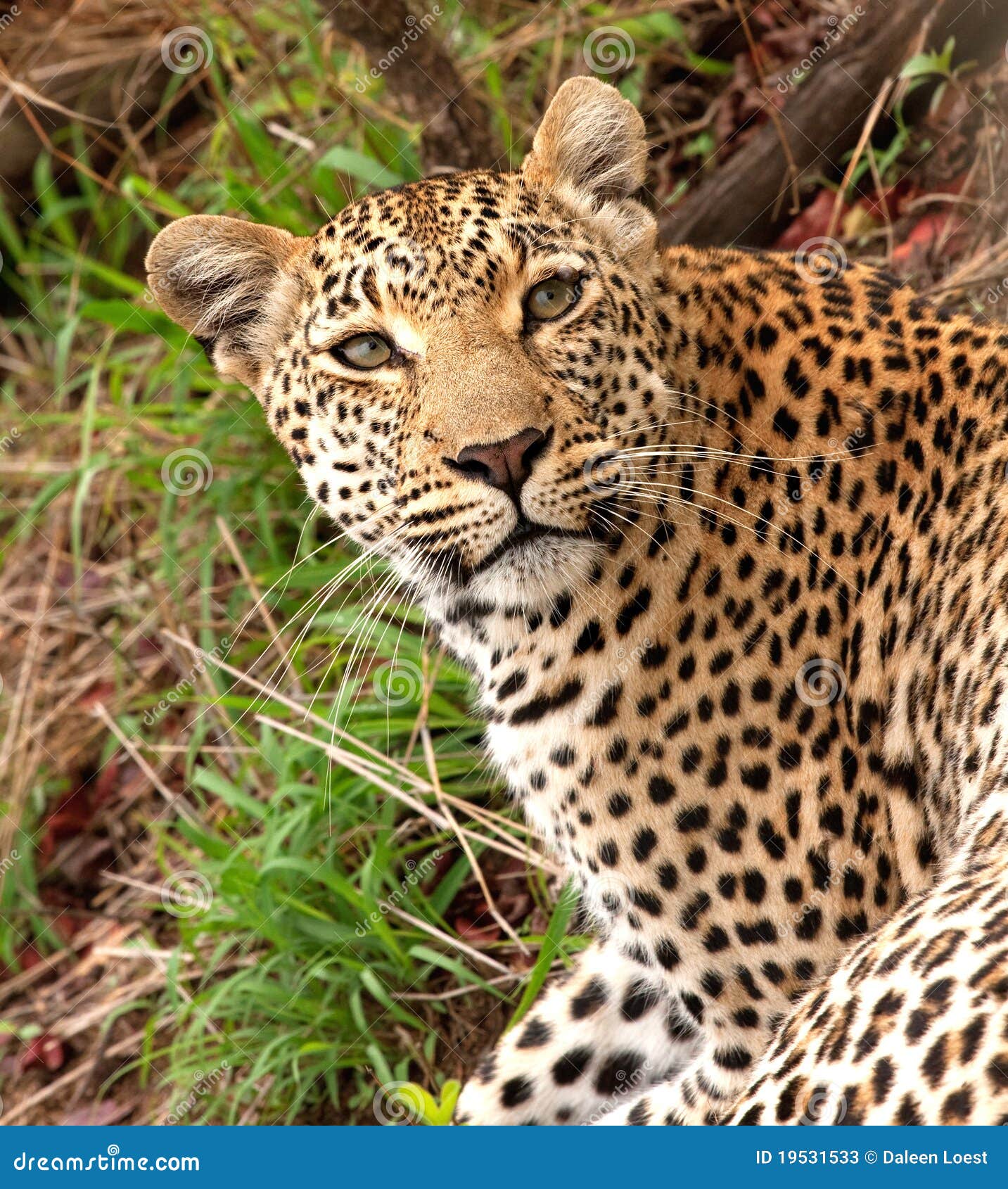 African Leopard Looks Out For Prey While Standing In Shadow Of Termite ...