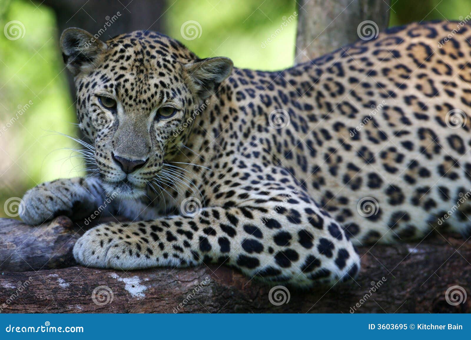 African Leopard stock image. Image of animals, animal - 3603695