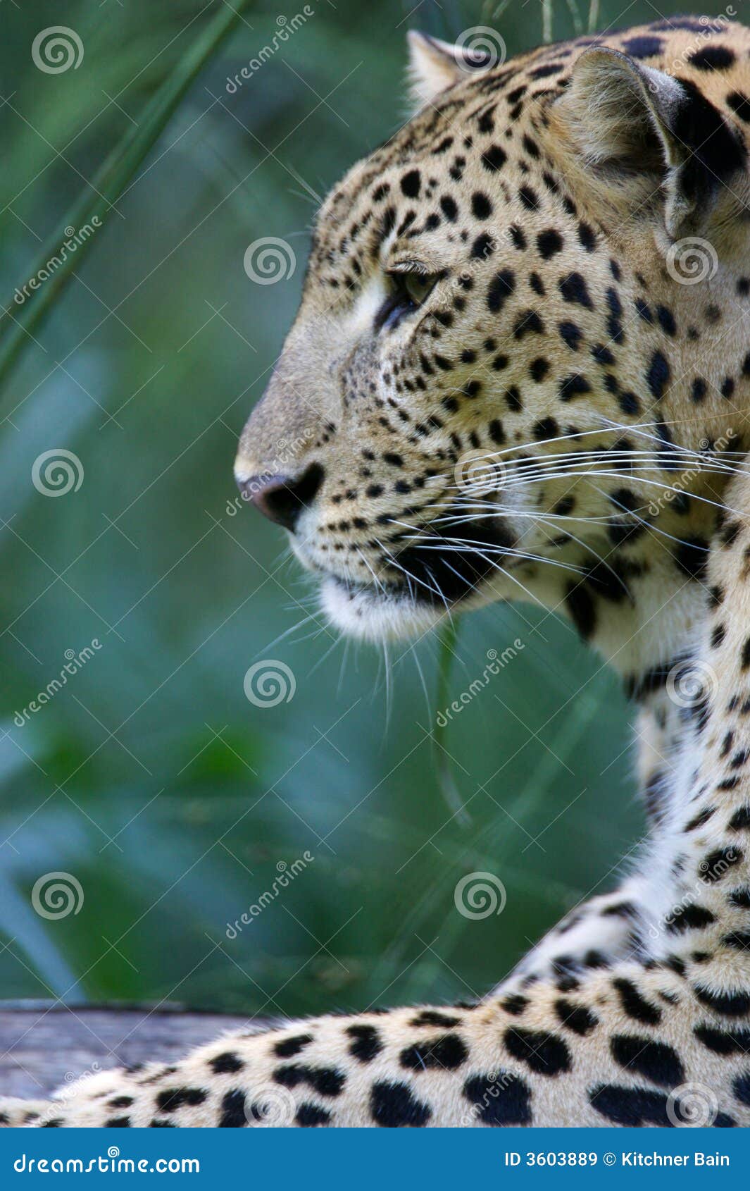 African Leopard stock image. Image of african, animal - 3603889