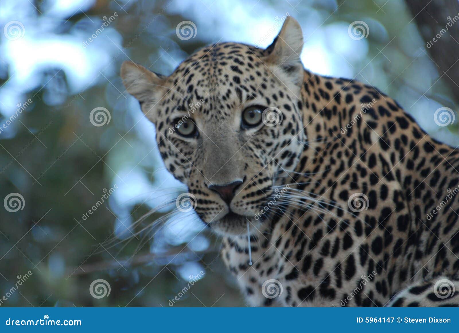 African Leopard stock image. Image of whisker, leopard - 5964147