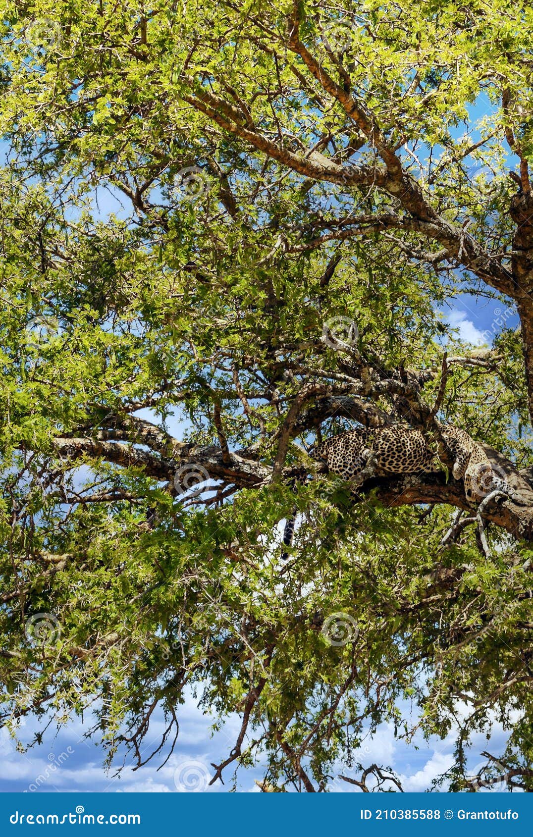 African leopard stock photo. Image of reserve, looking - 210385588