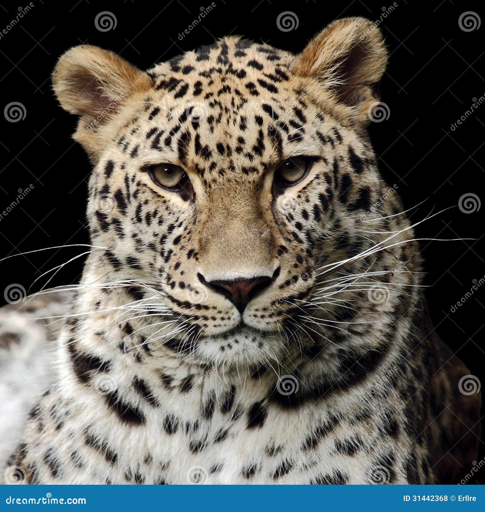 African leopard stock photo. Image of wild, spotted, predator - 31442368