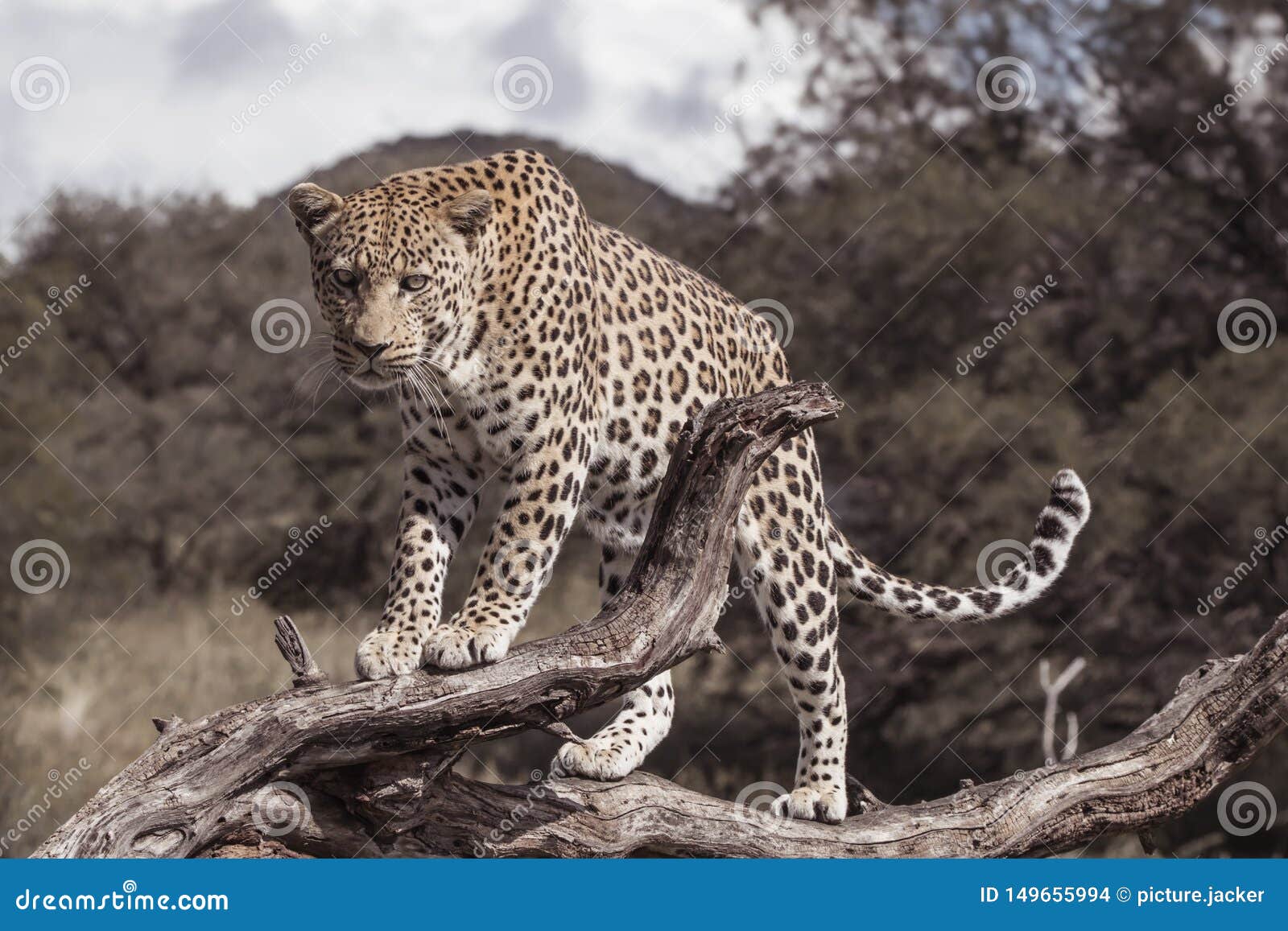 African Leopard on a Branch of a Tree Stock Photo - Image of branch ...