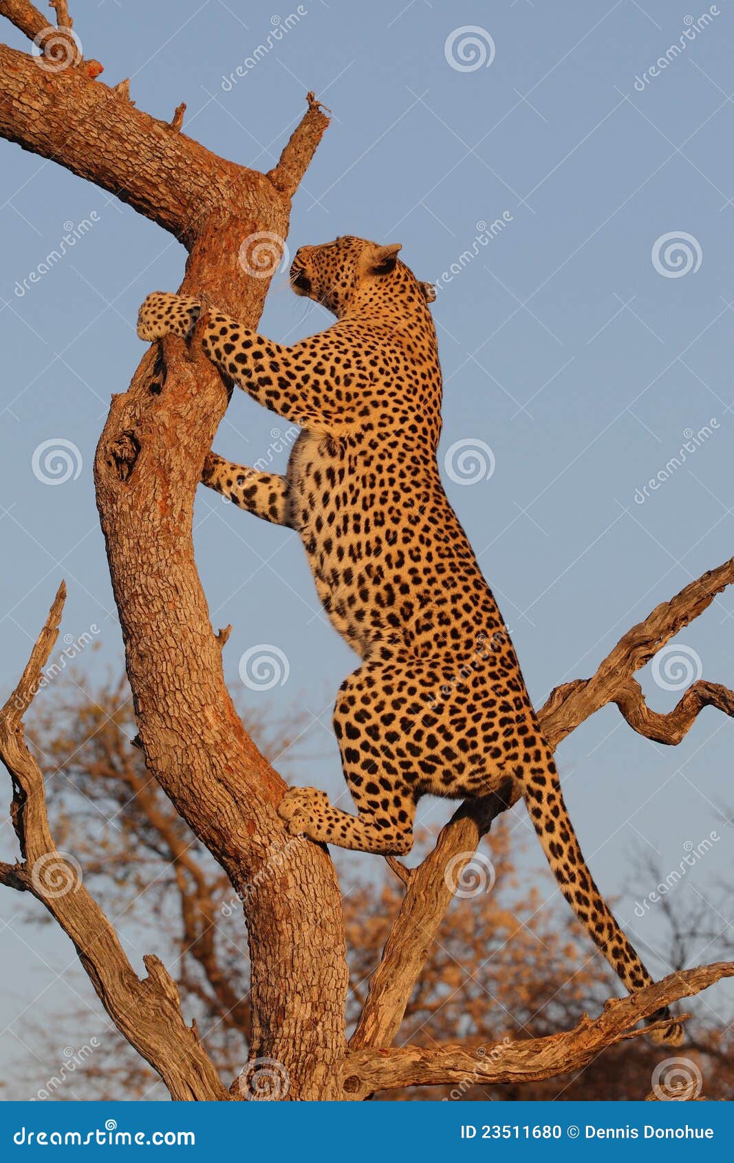 African Leopard Climbing Tree Stock Photo - Image of kruger, five: 23511680