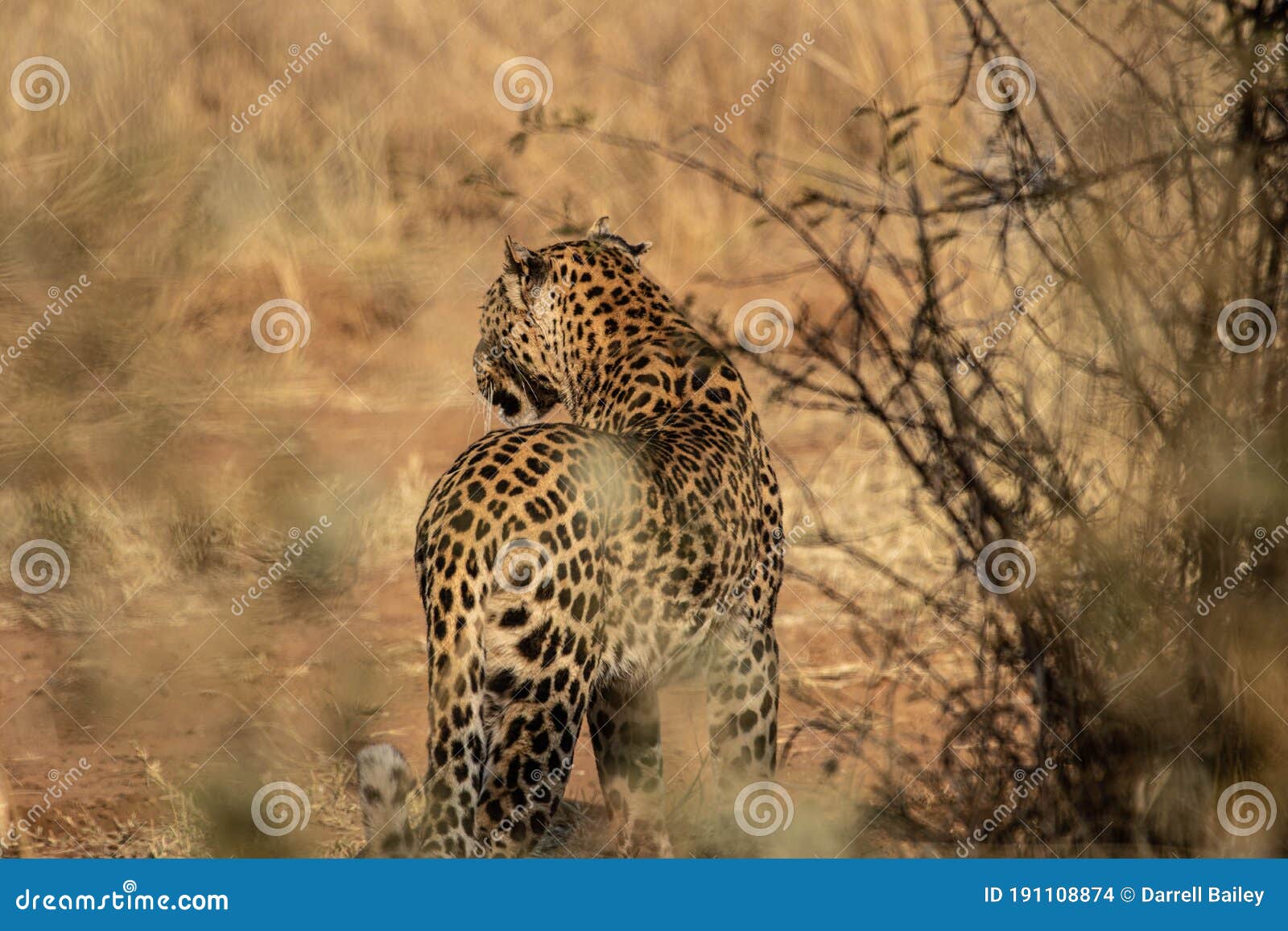 African Leopard 7289 stock photo. Image of leopard, carnivore - 191108874
