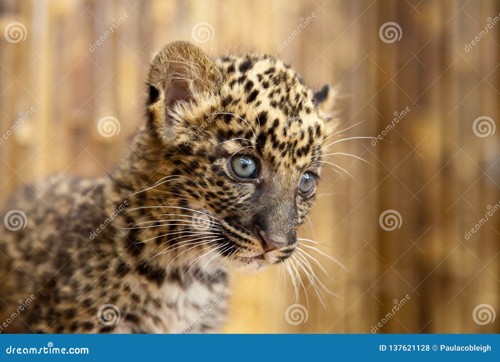 An African Leopard Cub with a Curious Look on Its Face Stock Photo ...