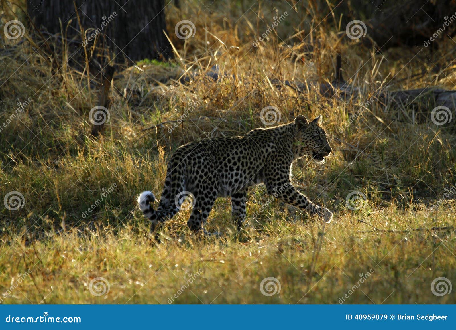 African Leopard Cub stock image. Image of agile, brian - 40959879