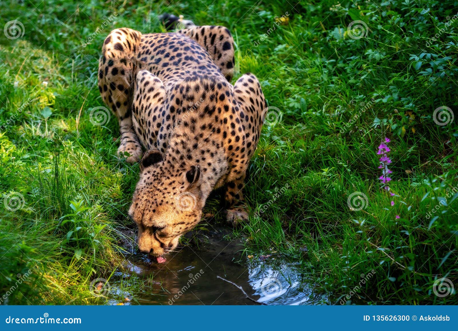 African Leopard Drinks Water from the Stream Stock Photo - Image of ...