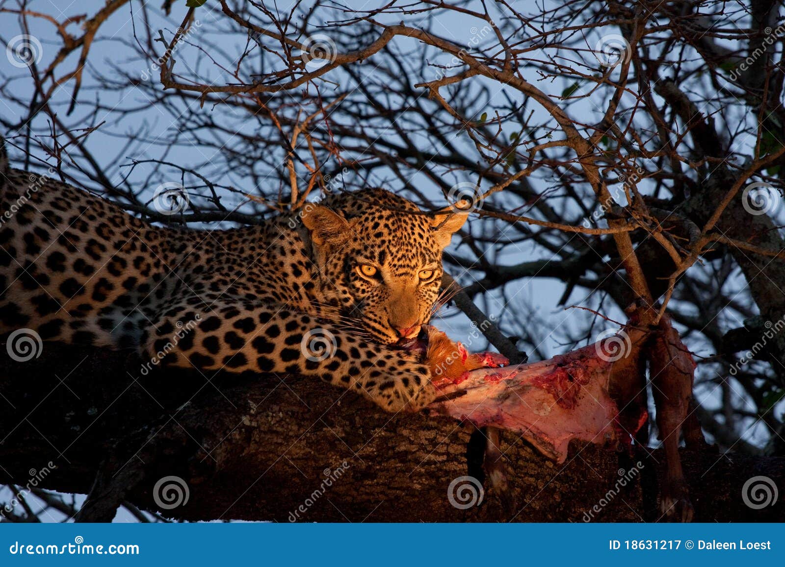 African leopard feeding stock image. Image of wild, outdoors - 18631217