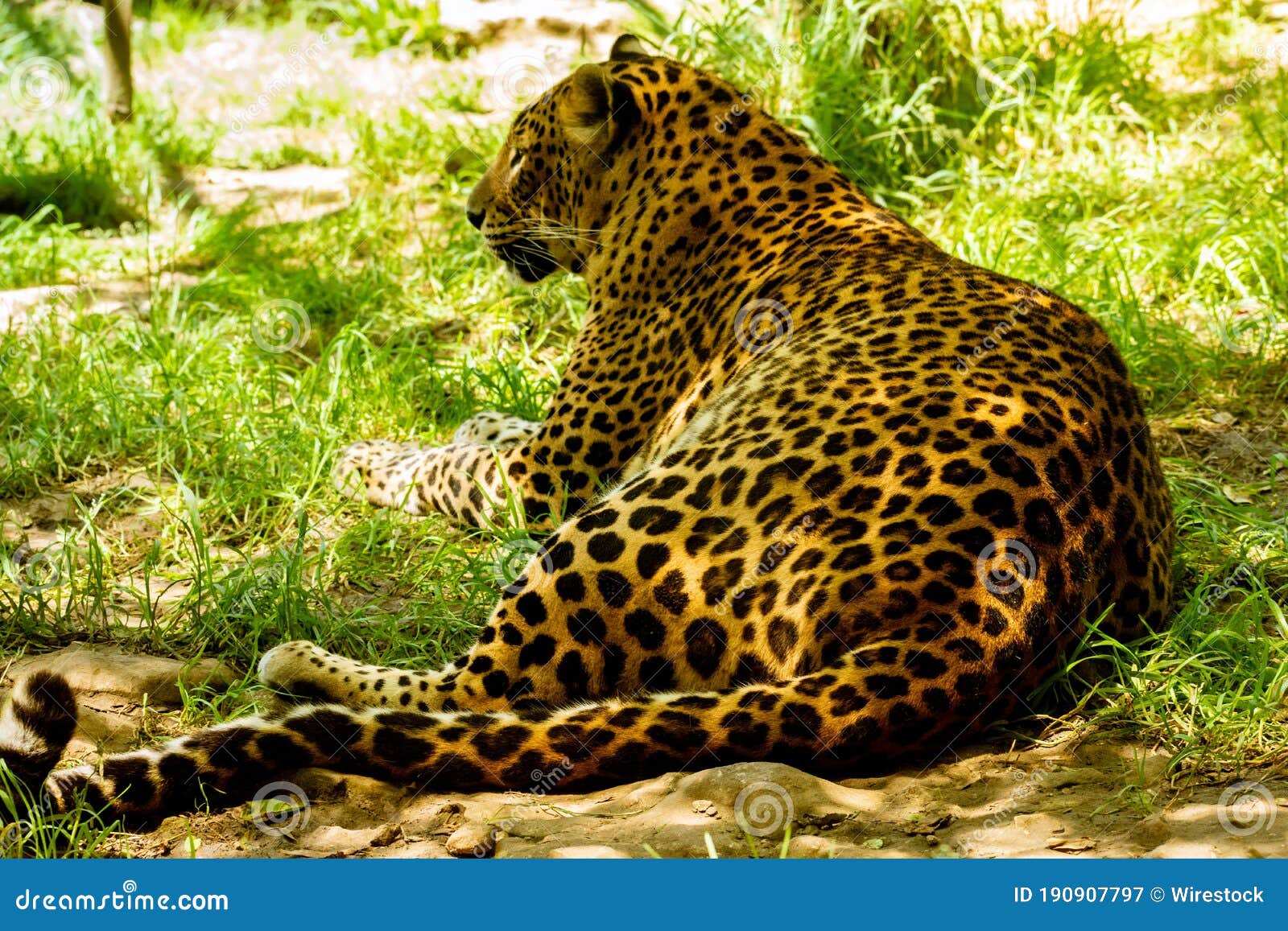 African Leopard in the Forest Stock Image - Image of africa, kenya ...