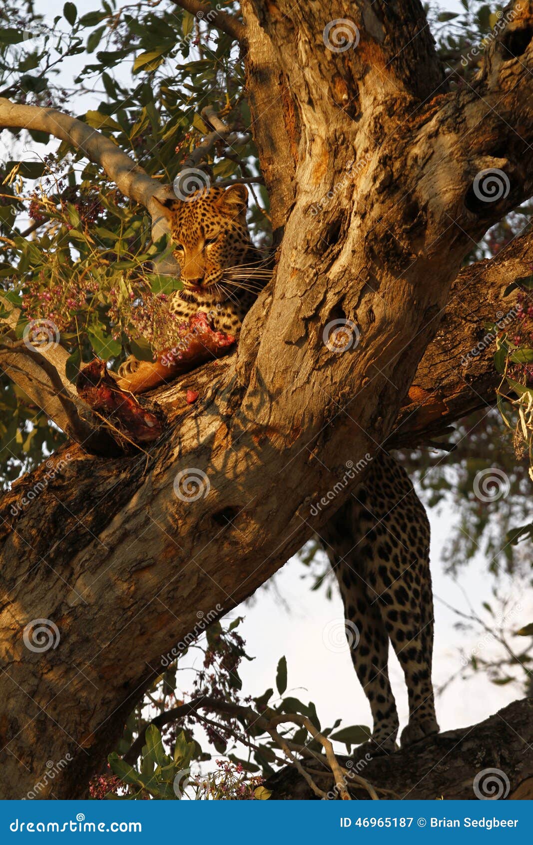 Female Hunter Dead Leopard Stock Photos - Free & Royalty-Free Stock ...