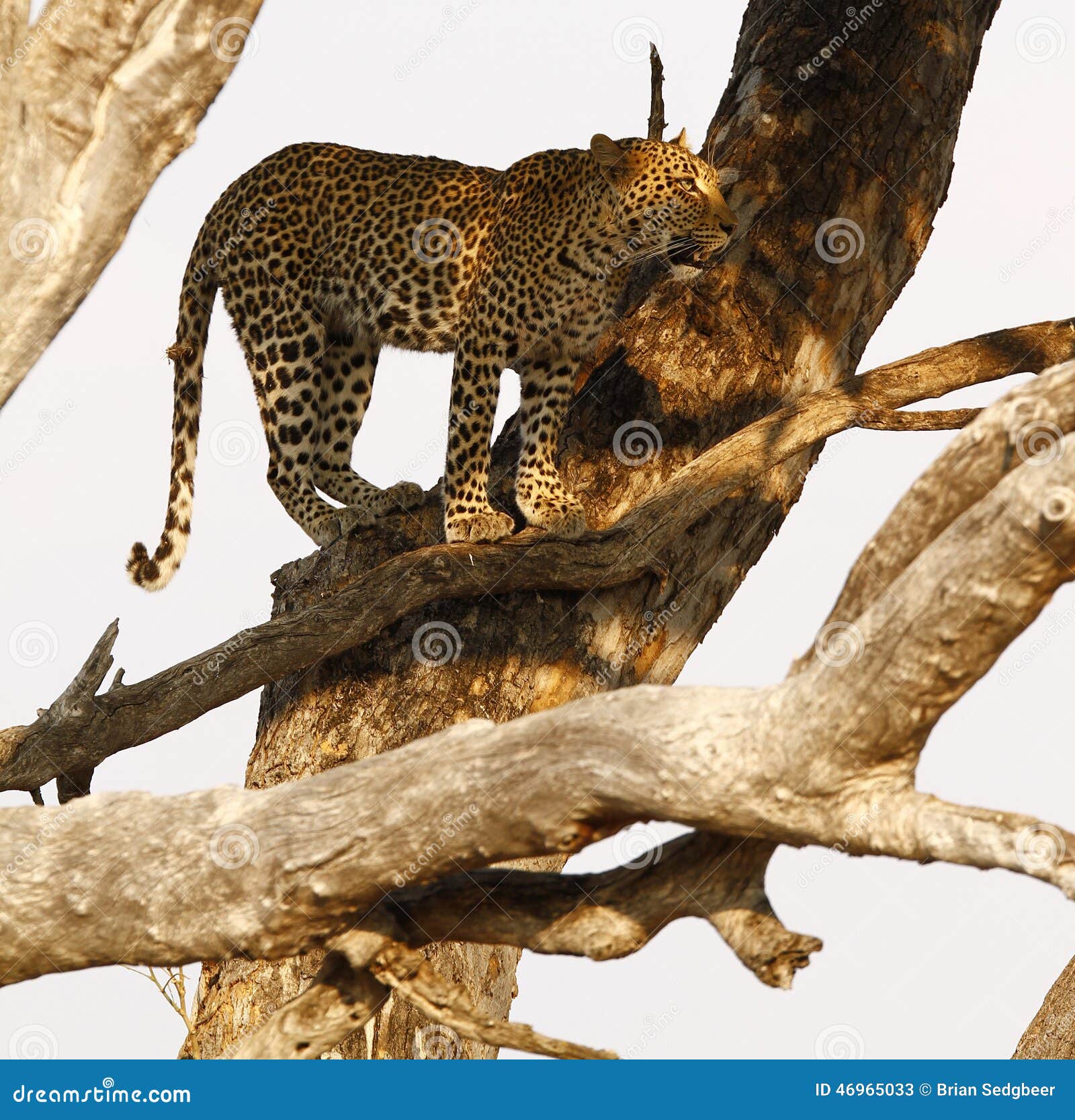 African Leopard High in a Tree Stock Image - Image of elusive, hunting ...