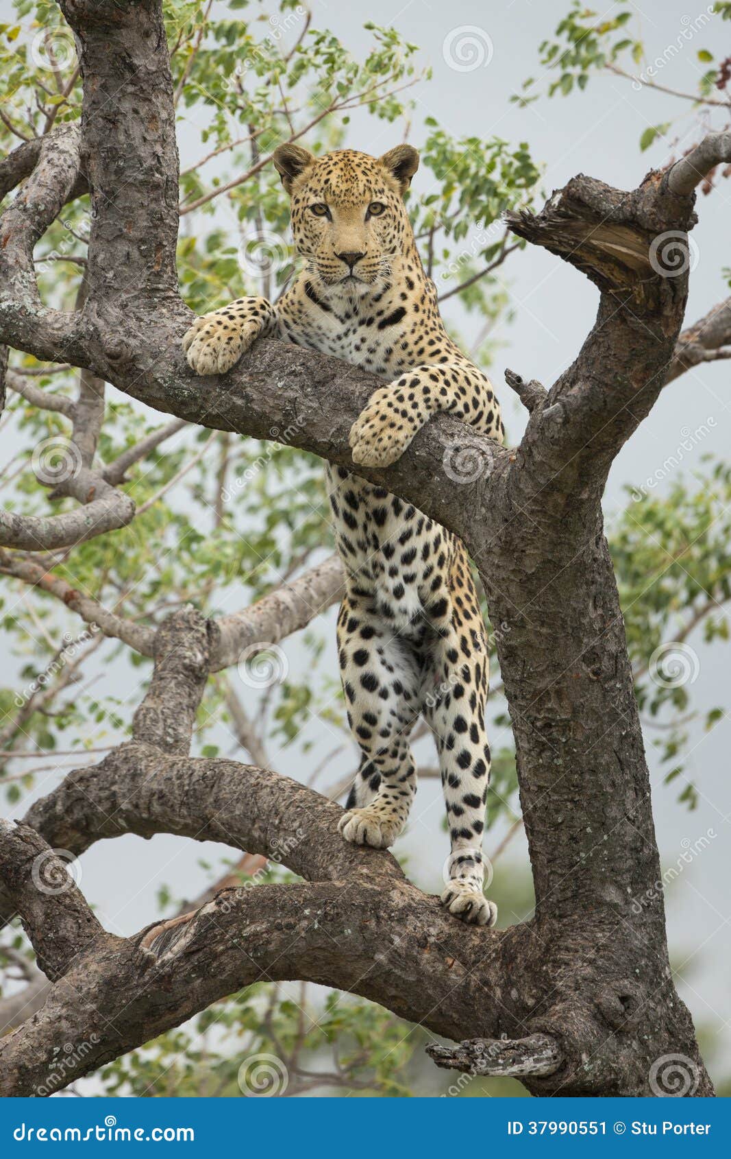 African Leopard (Panthera Pardus) in Tree South Africa Stock Image ...