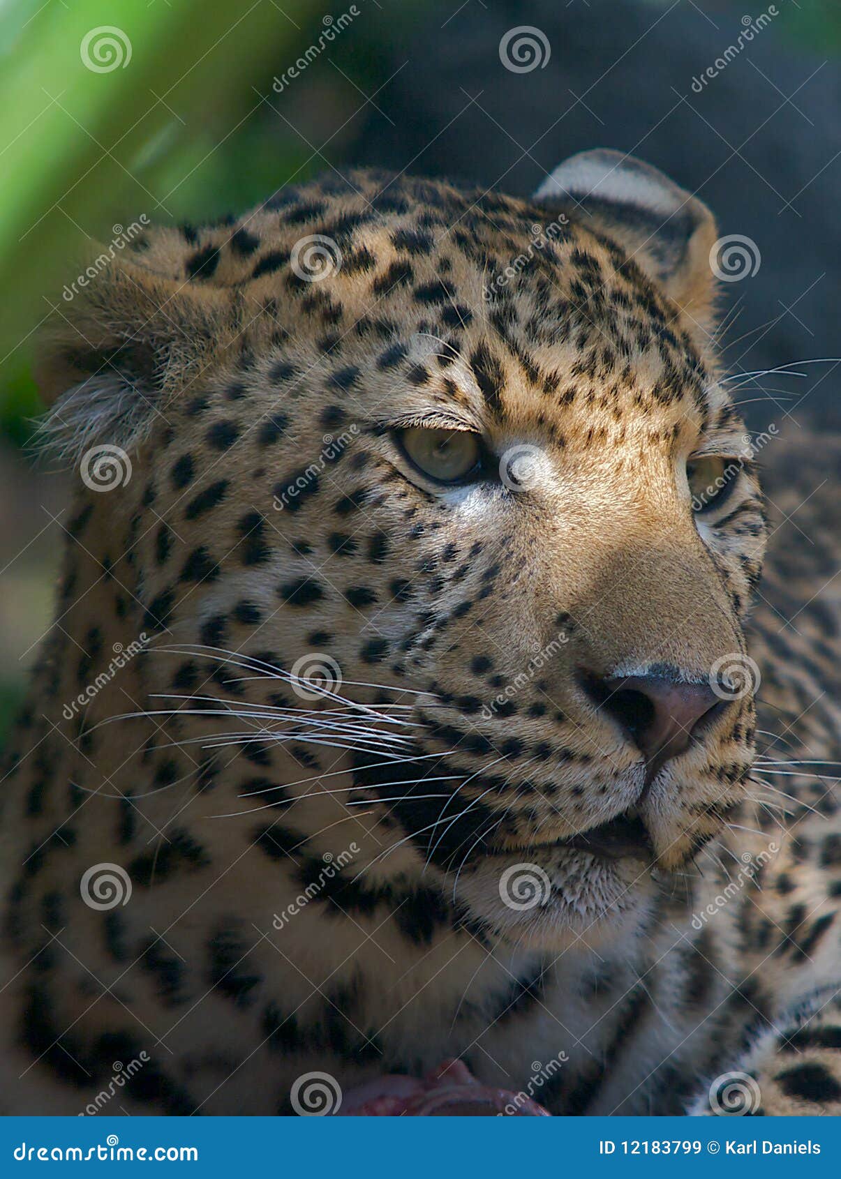 African Leopard Portrait stock image. Image of africa - 12183799