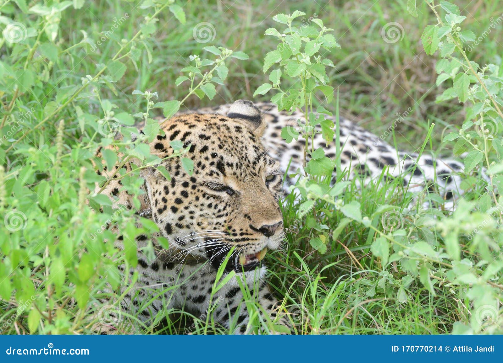 African Leopard, Queen Elizabeth National Park, Uganda Stock Photo ...