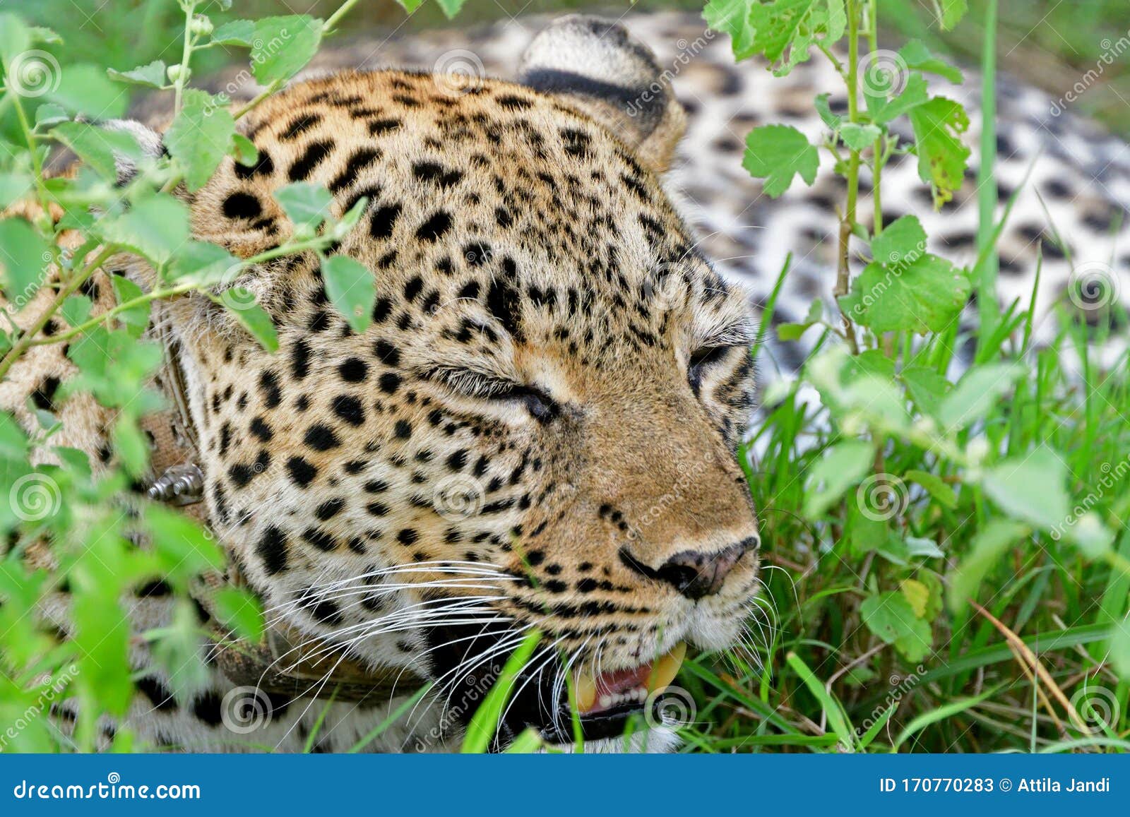 African Leopard, Queen Elizabeth National Park, Uganda Stock Image ...