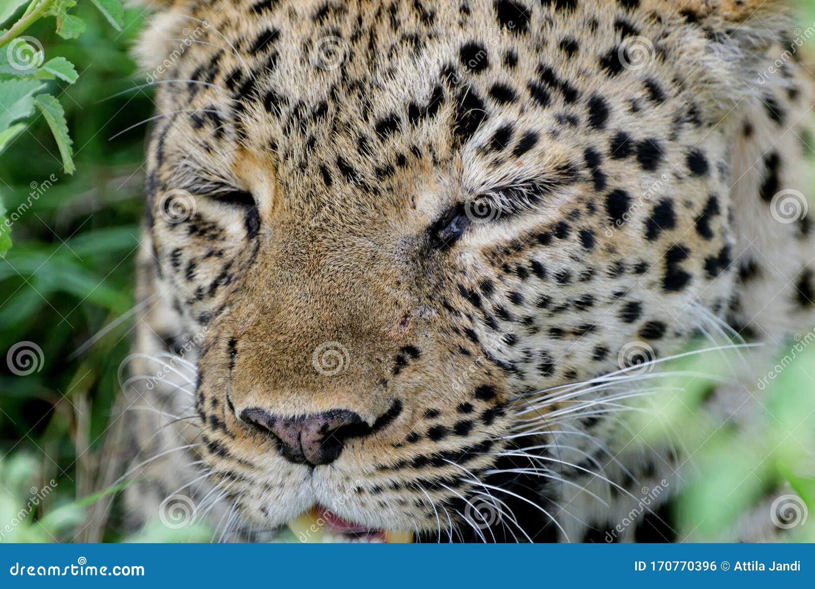 African Leopard, Queen Elizabeth National Park, Uganda Stock Photo ...