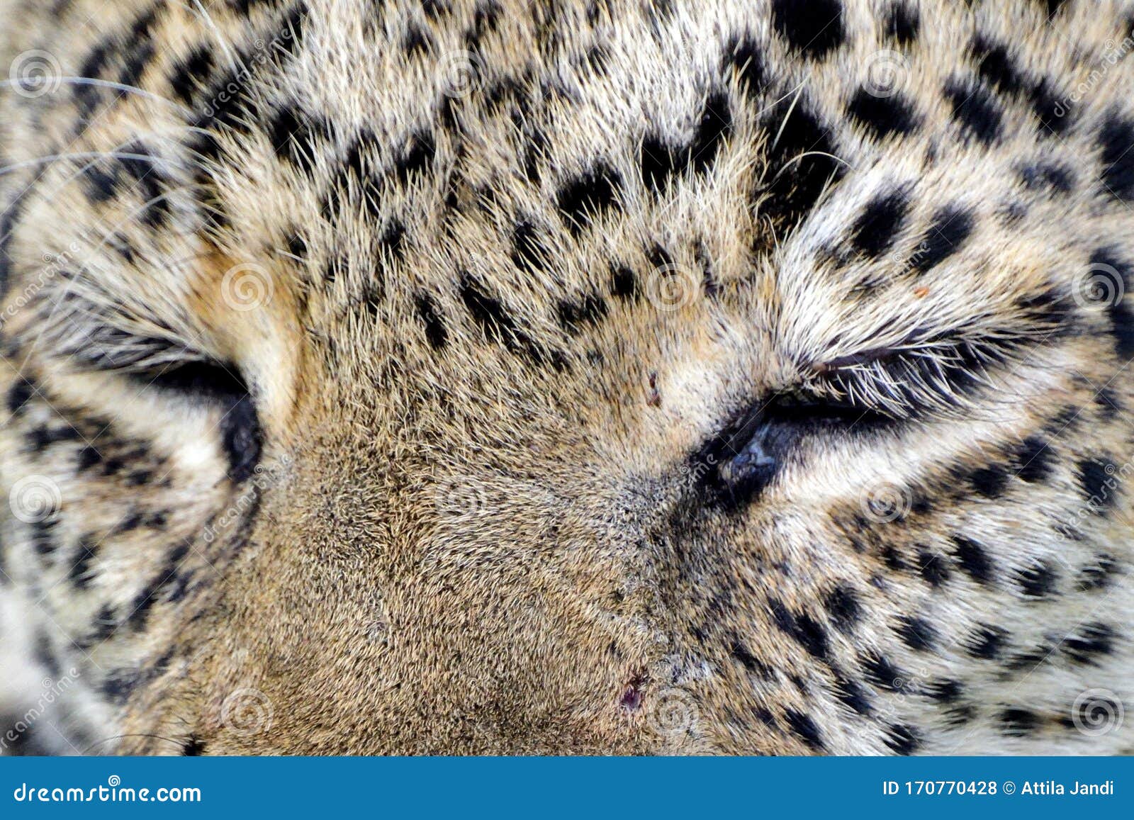 African Leopard, Queen Elizabeth National Park, Uganda Stock Photo ...