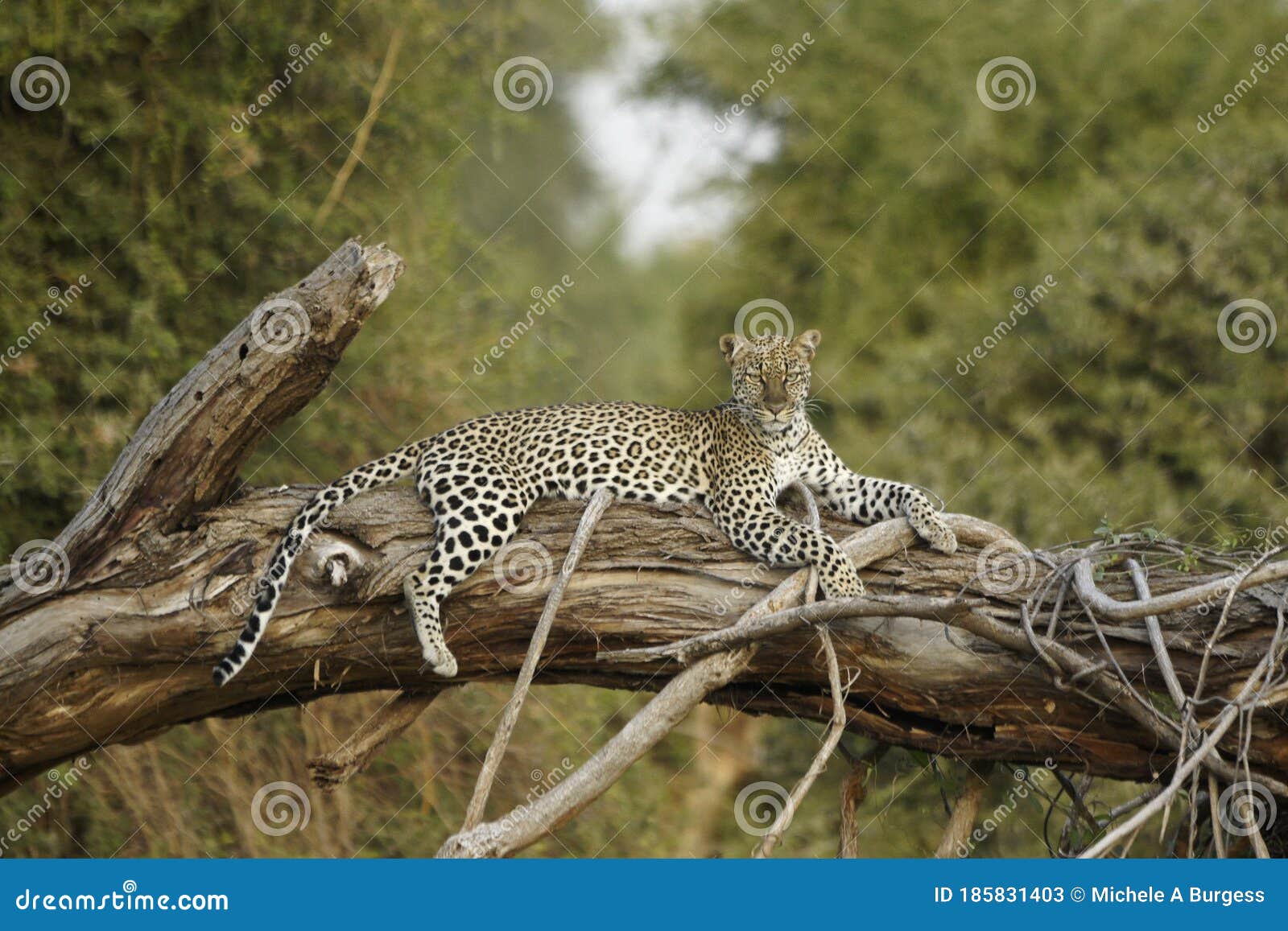 African Leopard Resting on Fallen Tree, Kenya Stock Image - Image of ...