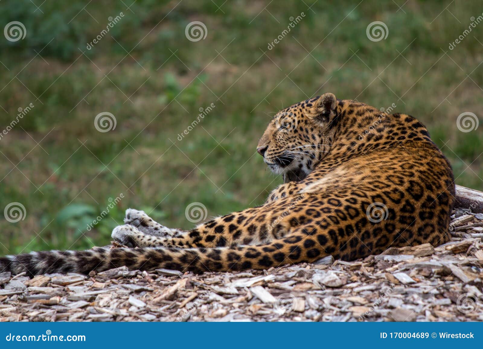 African Leopard Resting in a Jungle and Observing the Surroundings ...