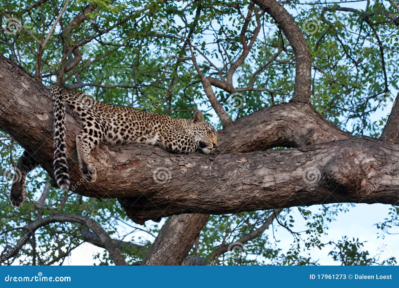 African Leopard Resting in Tree Stock Image - Image of nature, south ...