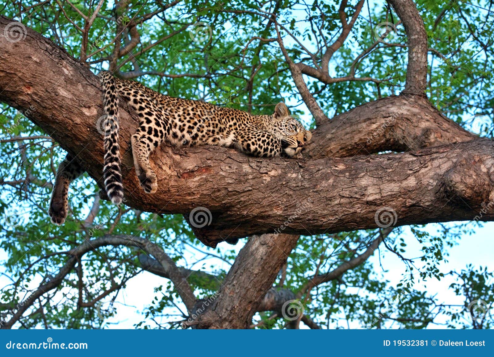African Leopard Resting in Tree Stock Image - Image of african ...