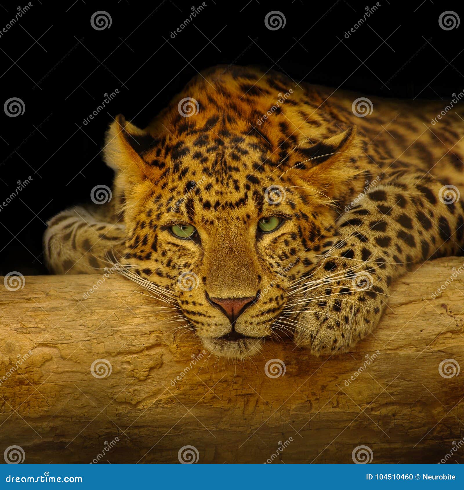 African Leopard Resting at a Tree in Darkness Stock Photo - Image of ...