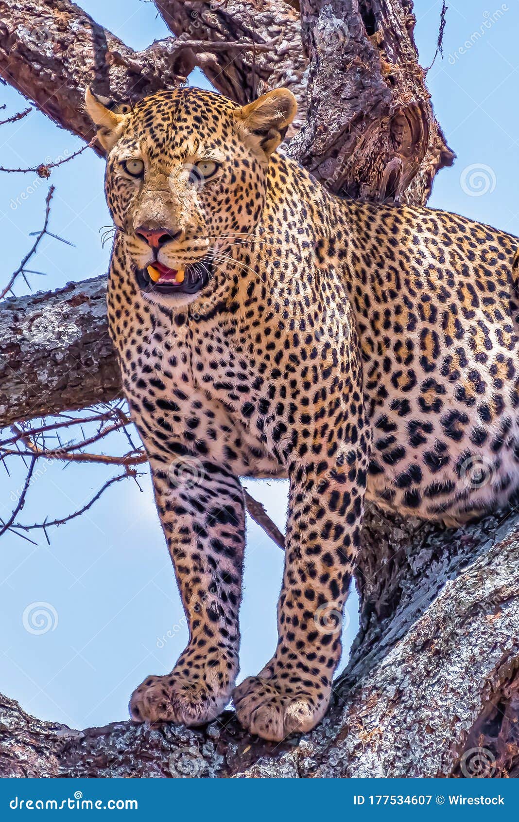 African Leopard Sitting on a Tree Looking Around in a Jungle Stock ...