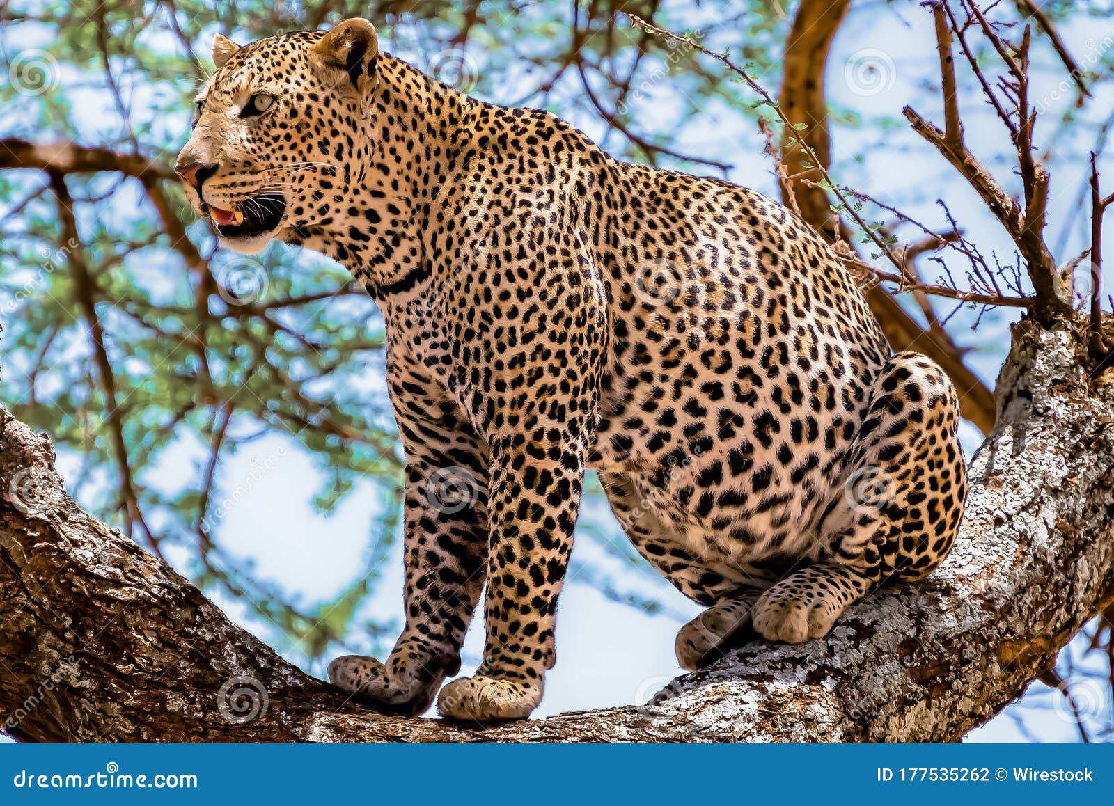 African Leopard Sitting on a Tree Looking Around in a Jungle Stock ...