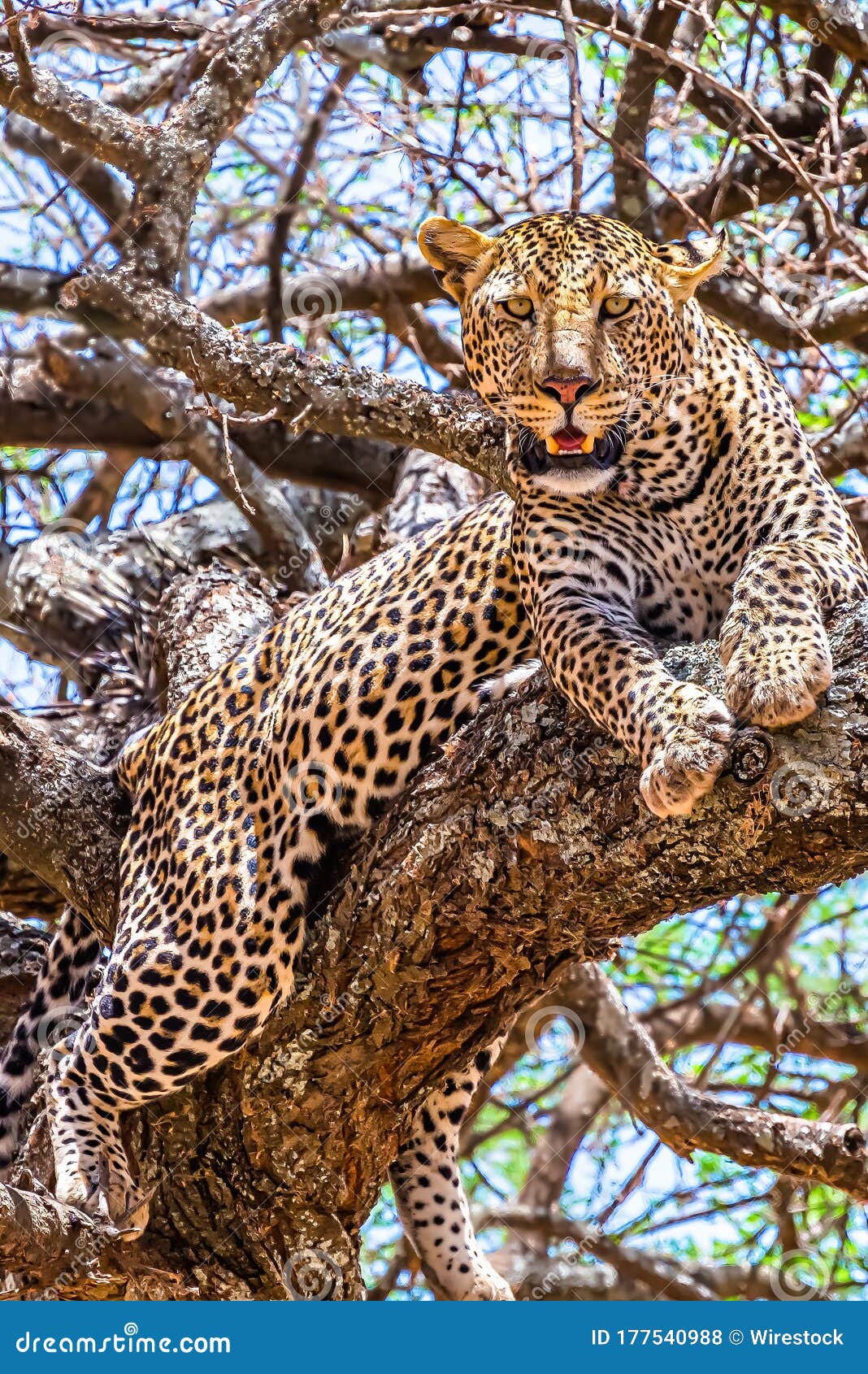 African Leopard Sitting on a Tree Looking Around in a Jungle Stock ...