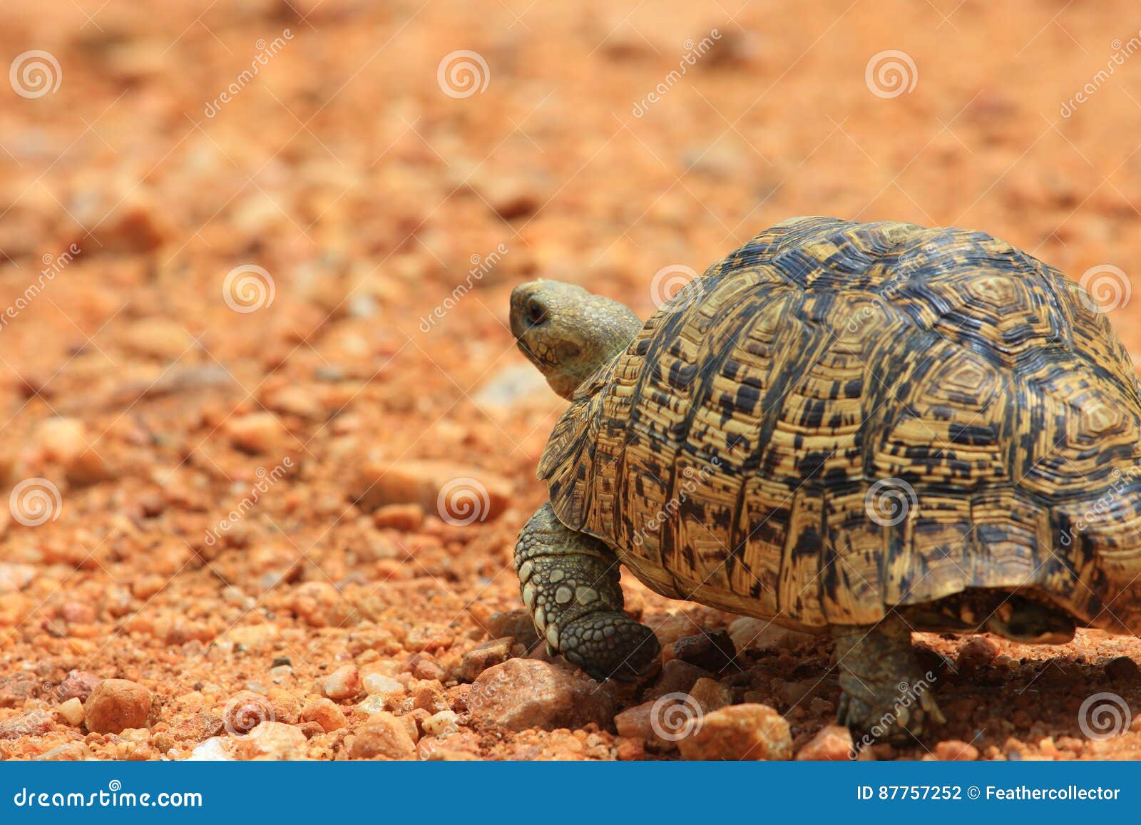 African leopard tortoise stock photo. Image of stigmochelys - 87757252