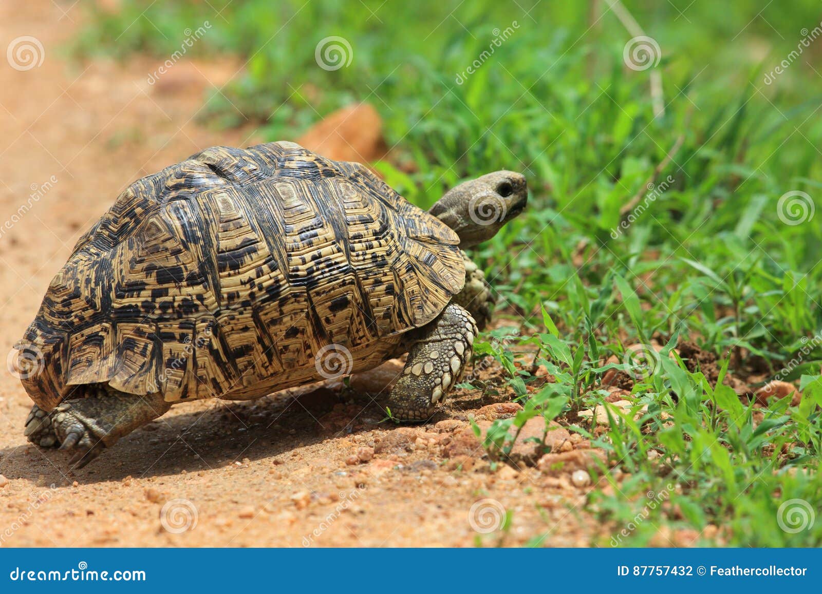 African leopard tortoise stock photo. Image of tortoise - 87757432