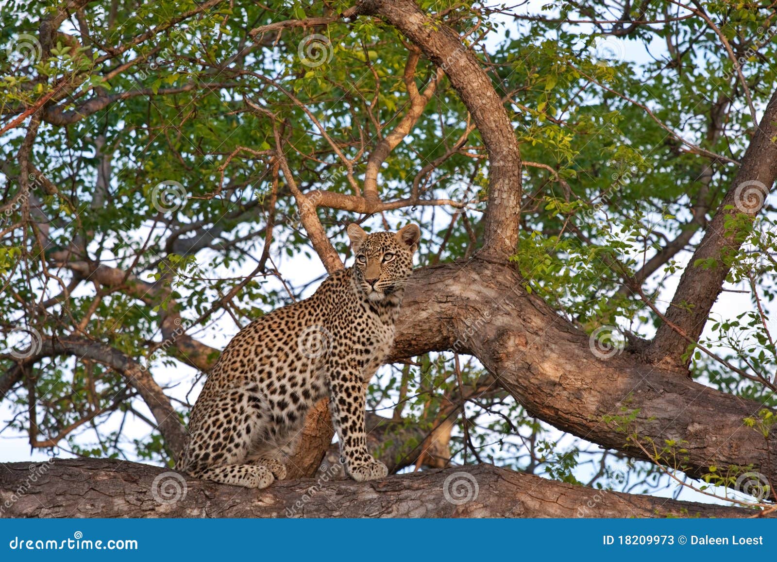 African leopard in tree stock image. Image of mammal - 18209973