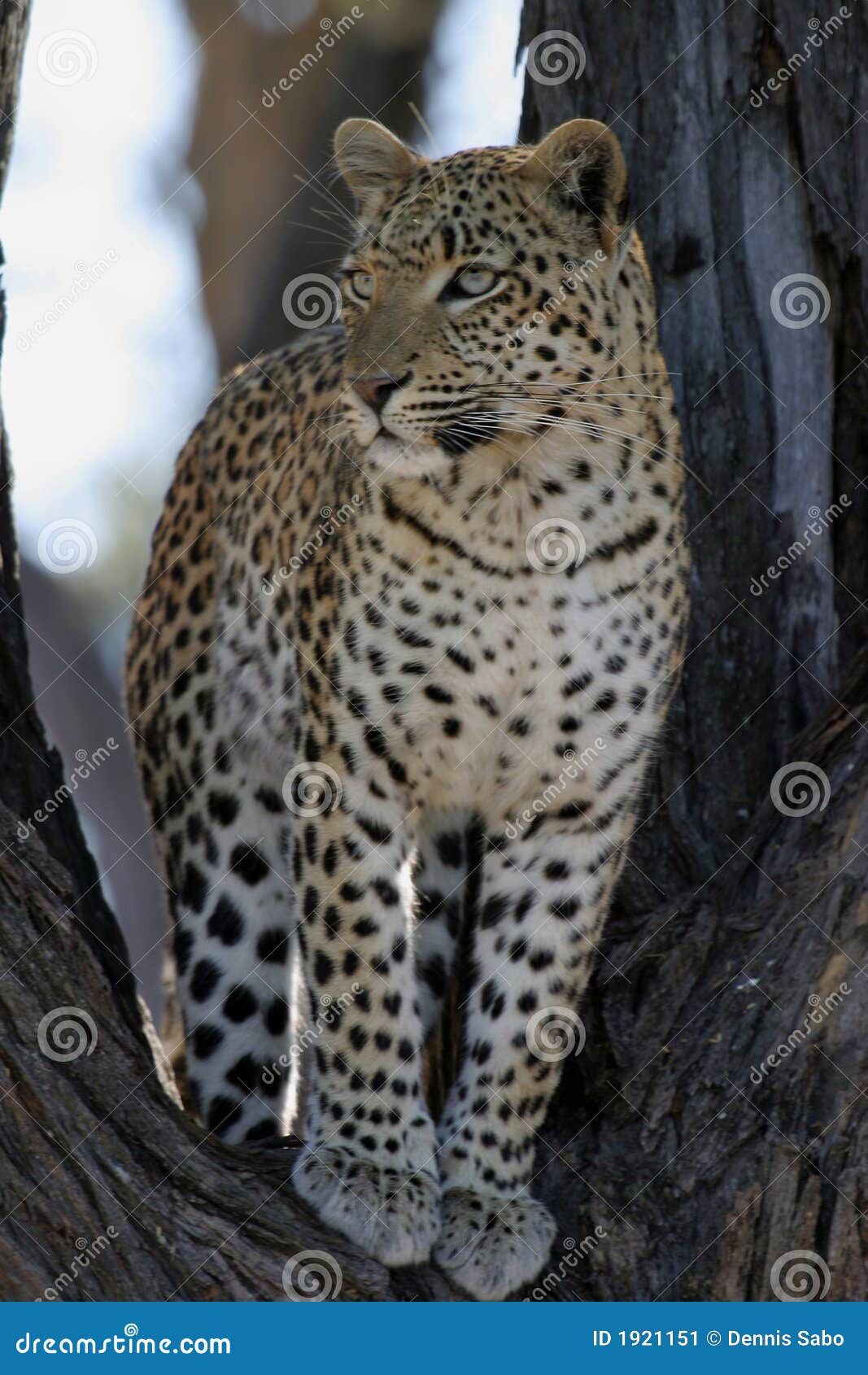 African leopard in tree stock image. Image of hunter, powerful - 1921151