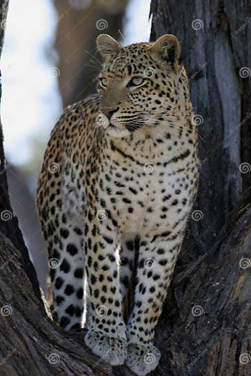 African leopard in tree stock image. Image of hunter, powerful - 1921151