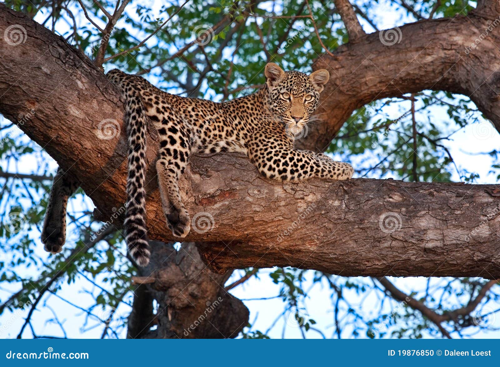 African leopard in tree stock photo. Image of leopard - 19876850