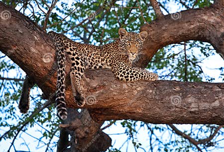 African leopard in tree stock photo. Image of leopard - 19876850