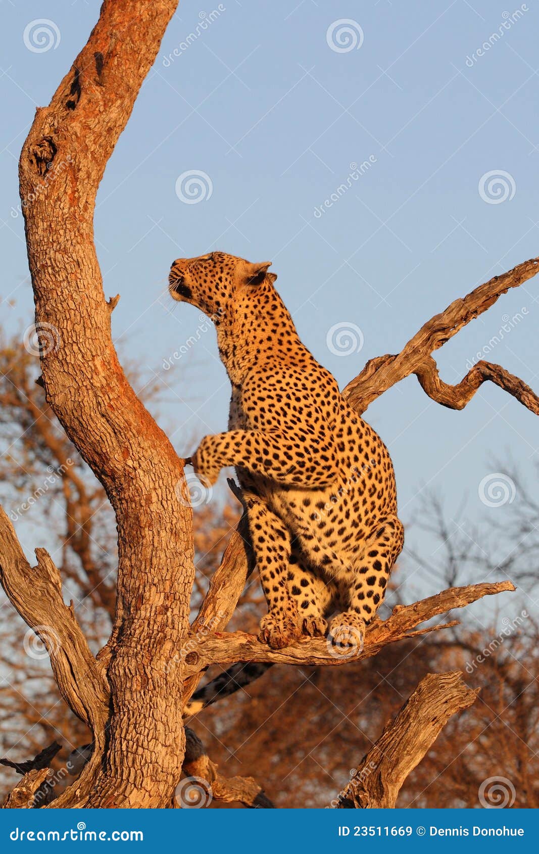 African leopard in tree stock image. Image of five, animal - 23511669