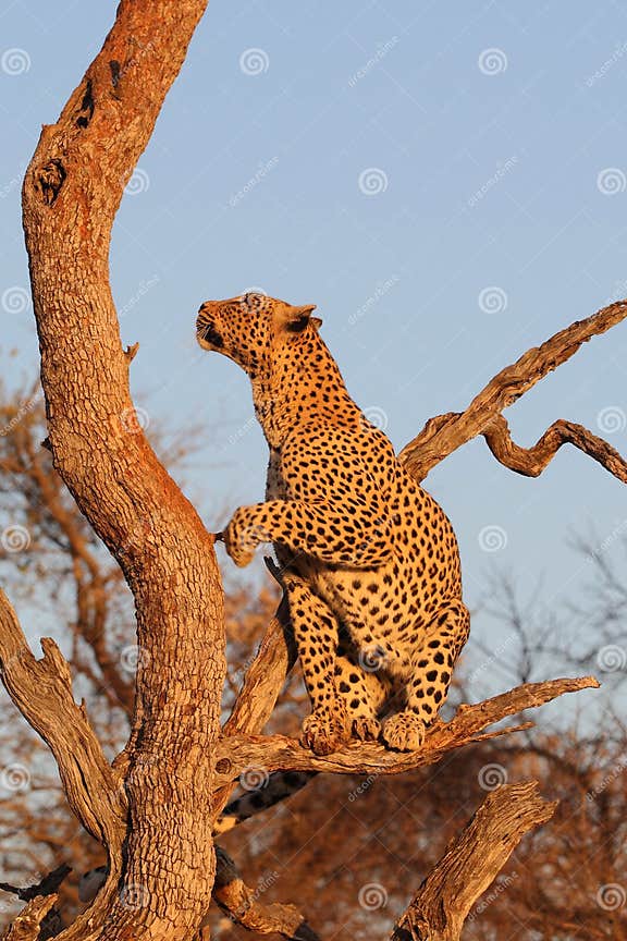 African leopard in tree stock image. Image of five, animal - 23511669