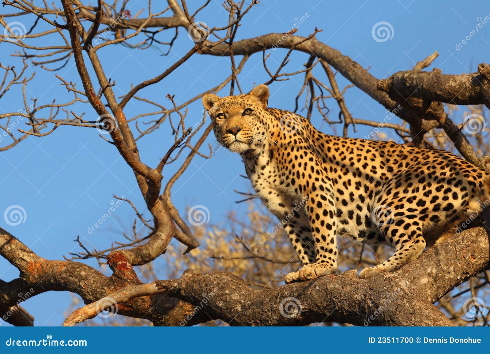 African leopard in tree stock photo. Image of mammal - 23511700